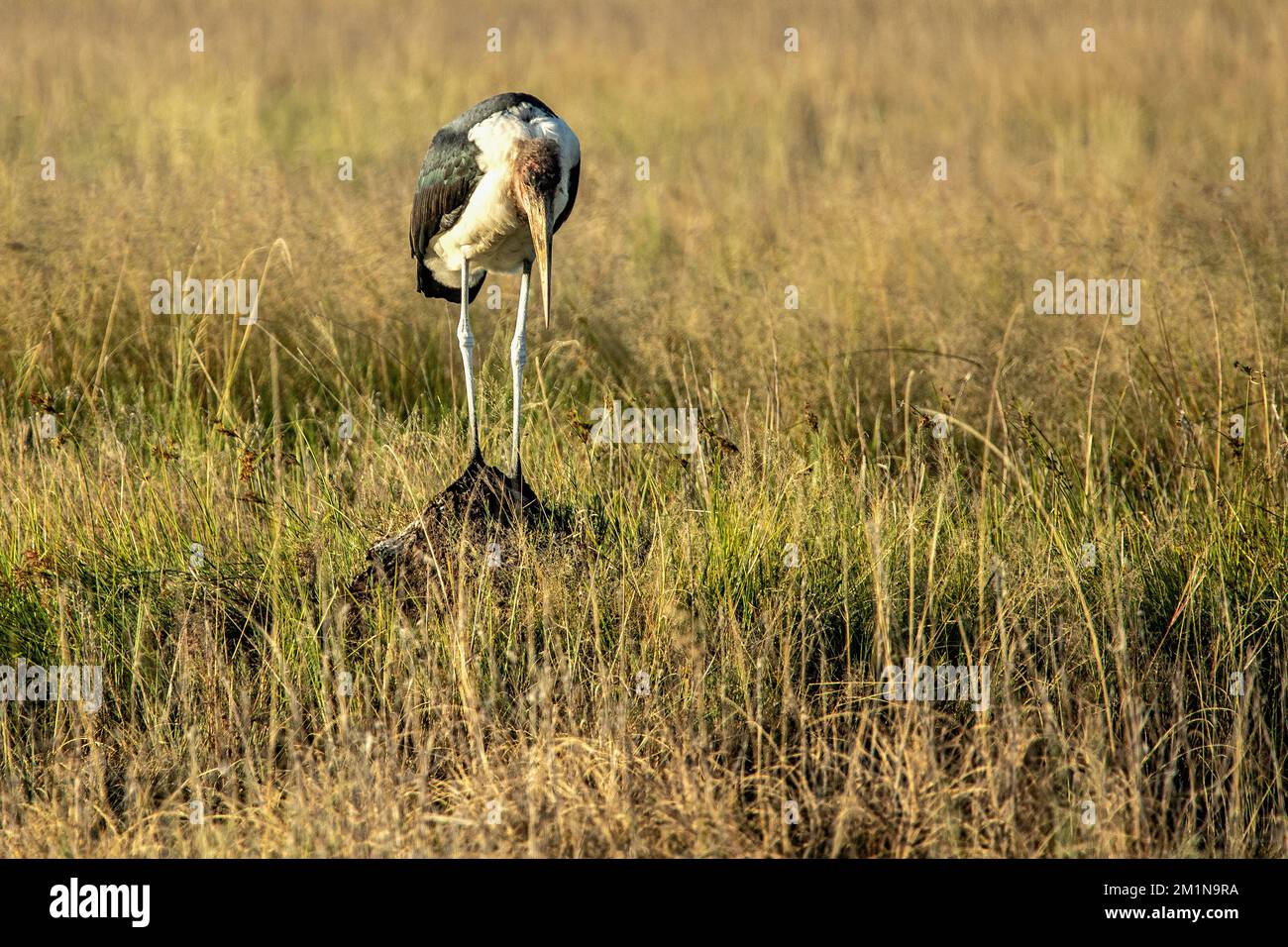 Marabou Stork hunting from a small mound in Etosha Stock Photo - Alamy