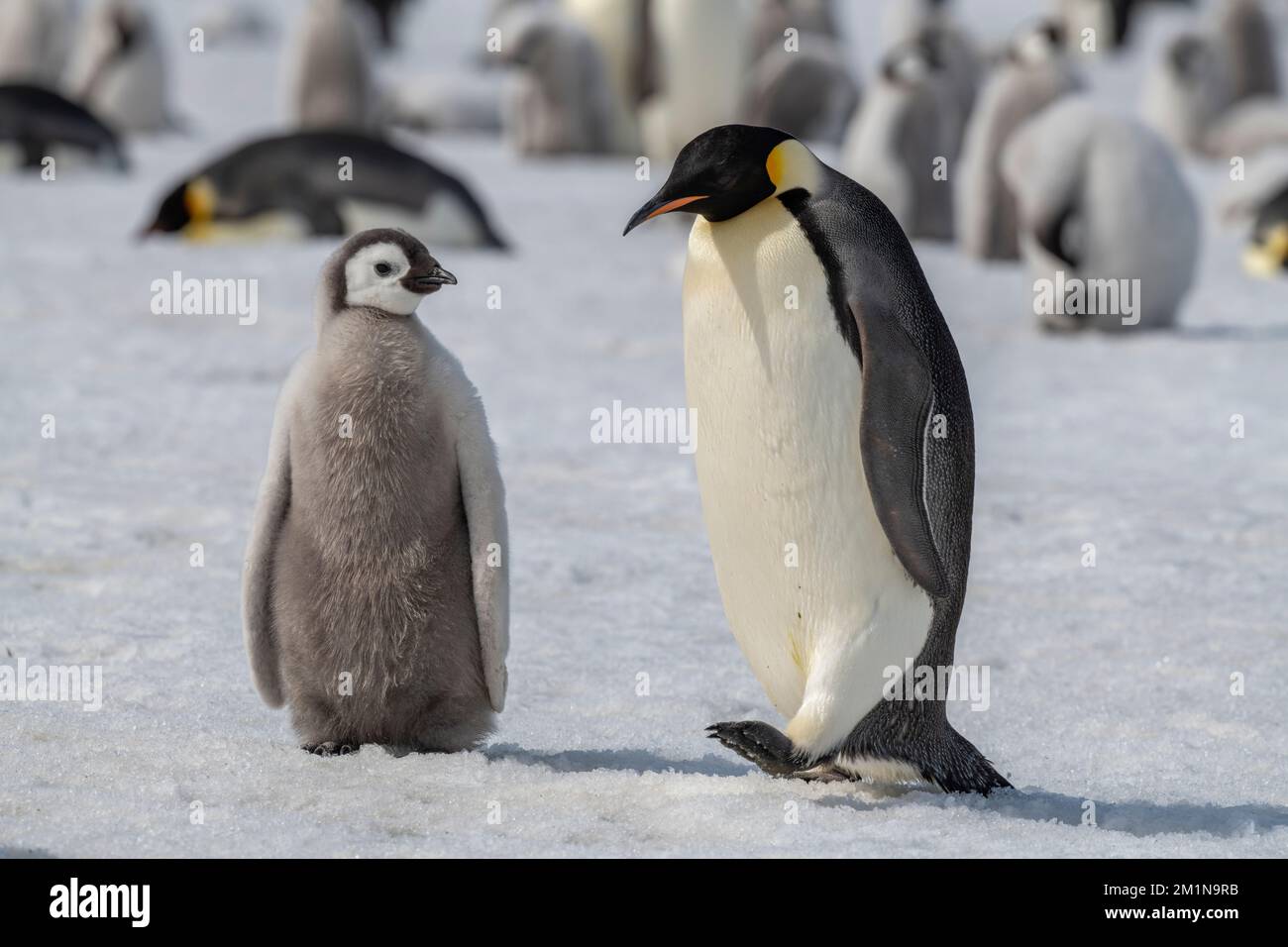 Antarctica, Weddell Sea, Snow Hill Island, Snow Hill colony. Emperor ...
