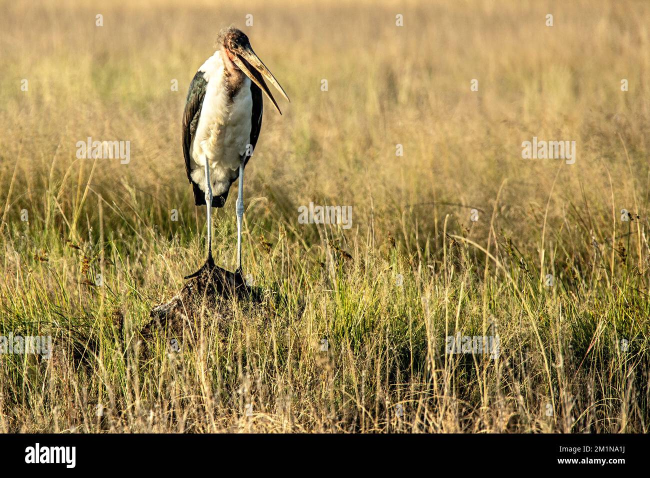 Marabou Stork with open bill hunting from a small mound in Etosha Stock ...