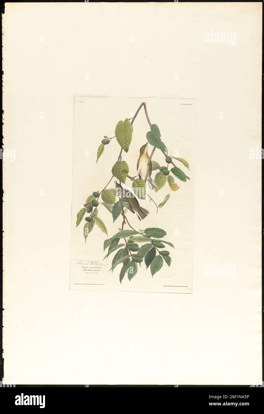 Autumnal warbler : Male, 1. F, 2. Sylvia autumnalis. Plant betula ...