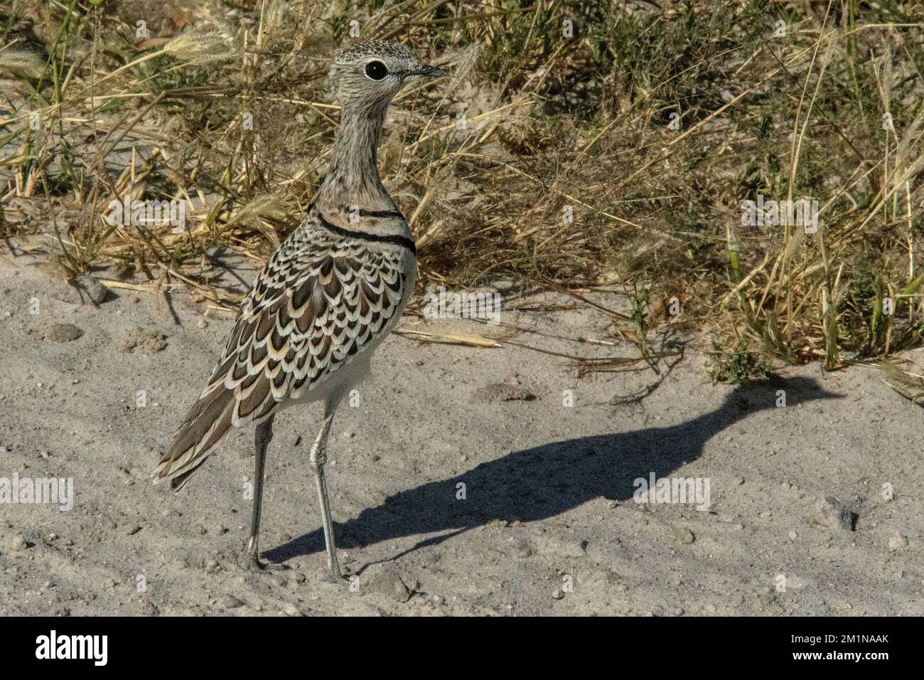 Double banded sand hi-res stock photography and images - Alamy