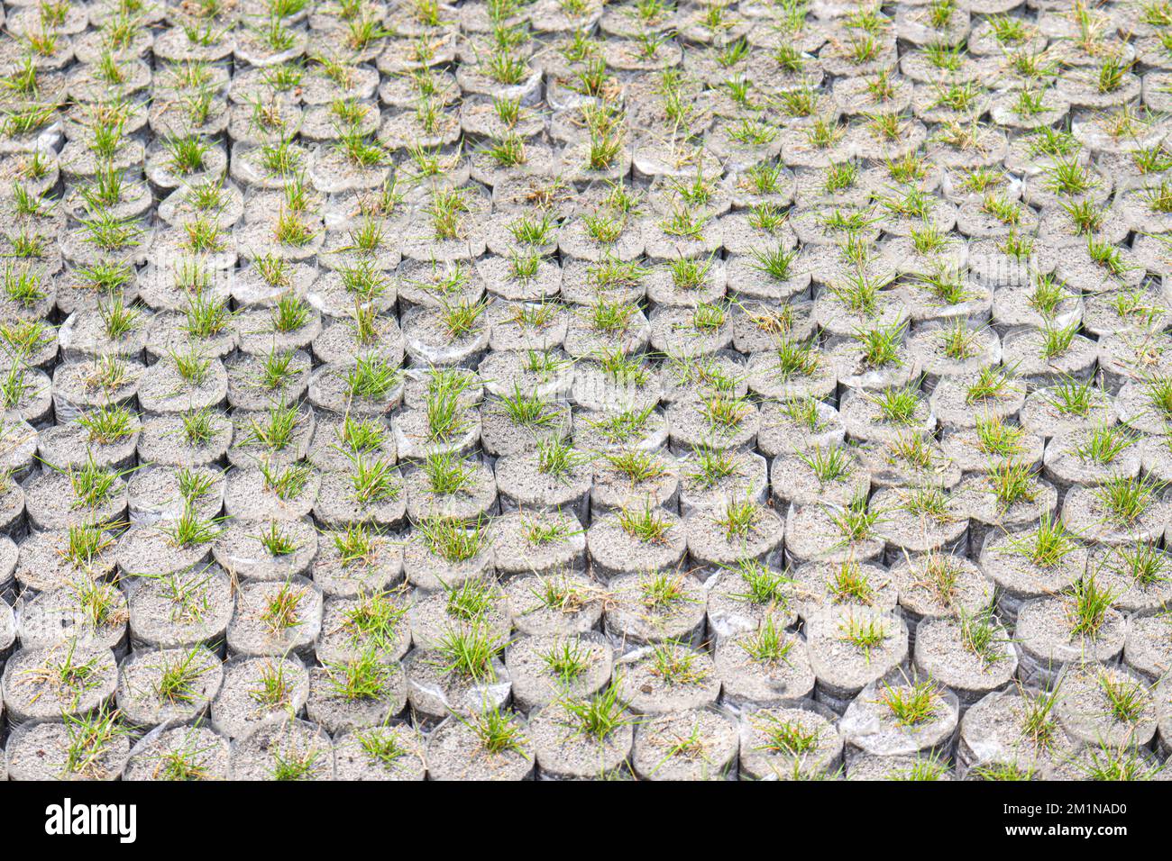 green colored grass farm on field for cow eat and harvest Stock Photo ...