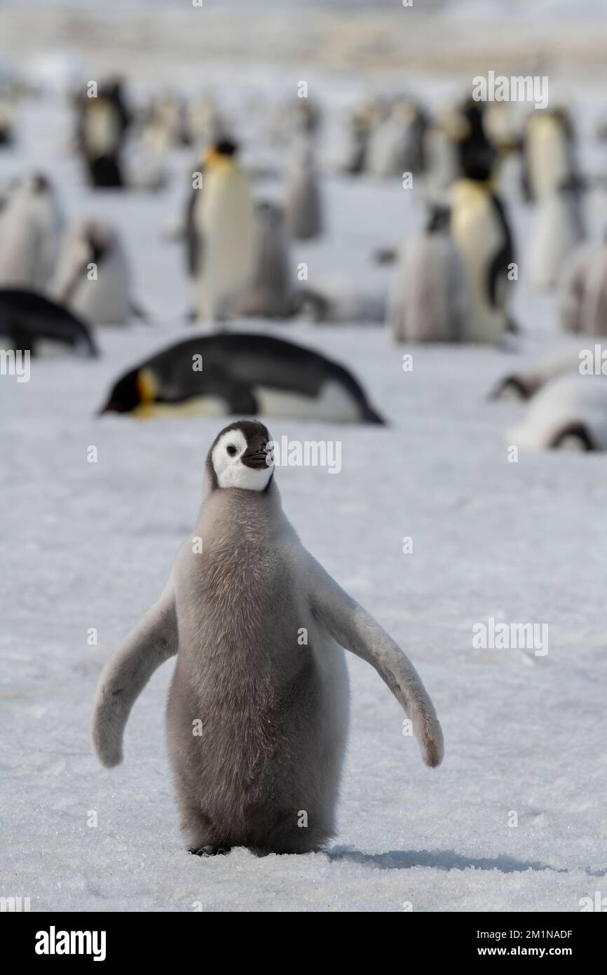 Fledgling emperor penguin hi-res stock photography and images - Alamy