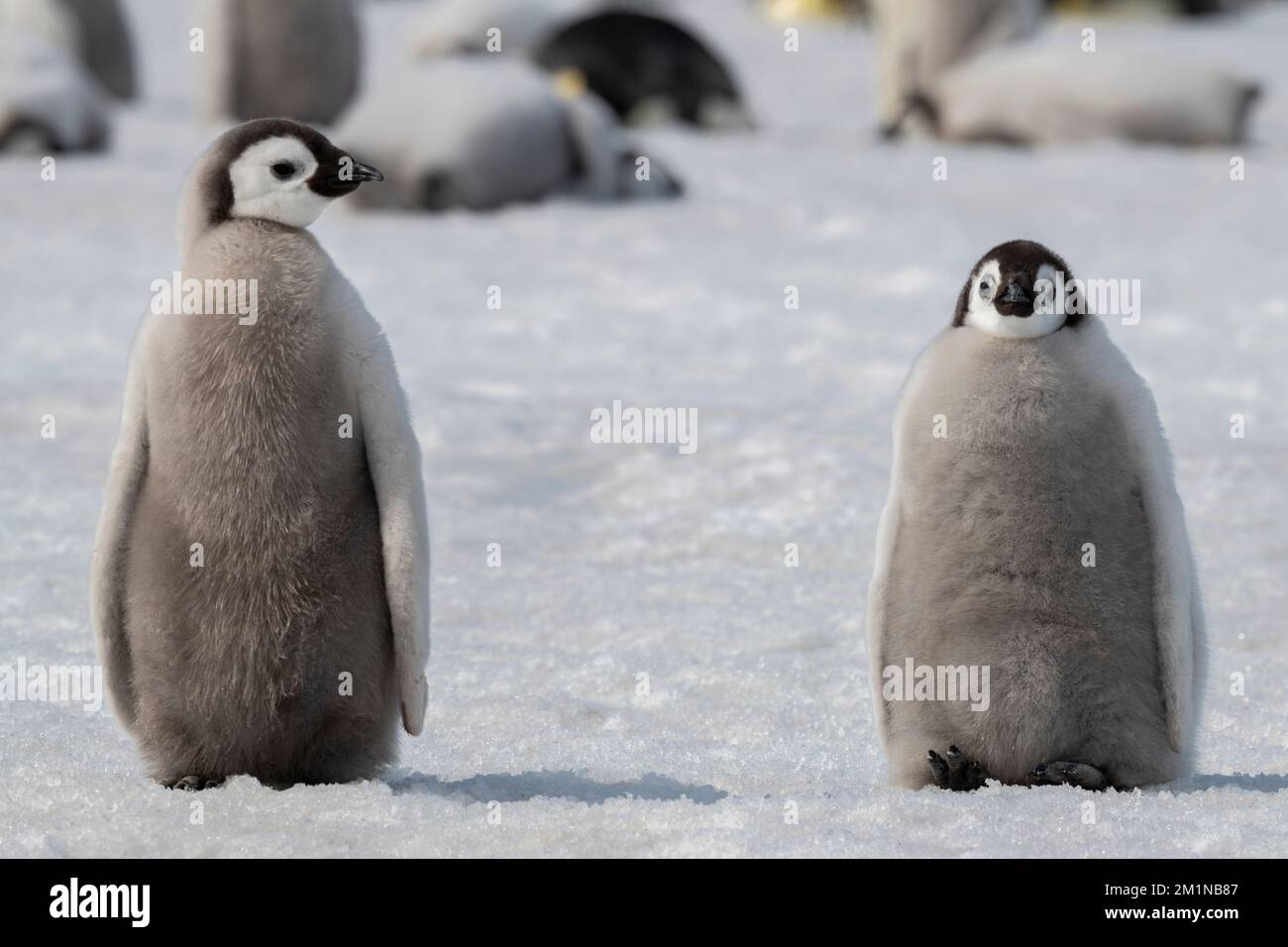 Antarctica, Weddell Sea, Snow Hill Island, Snow Hill colony. Emperor ...