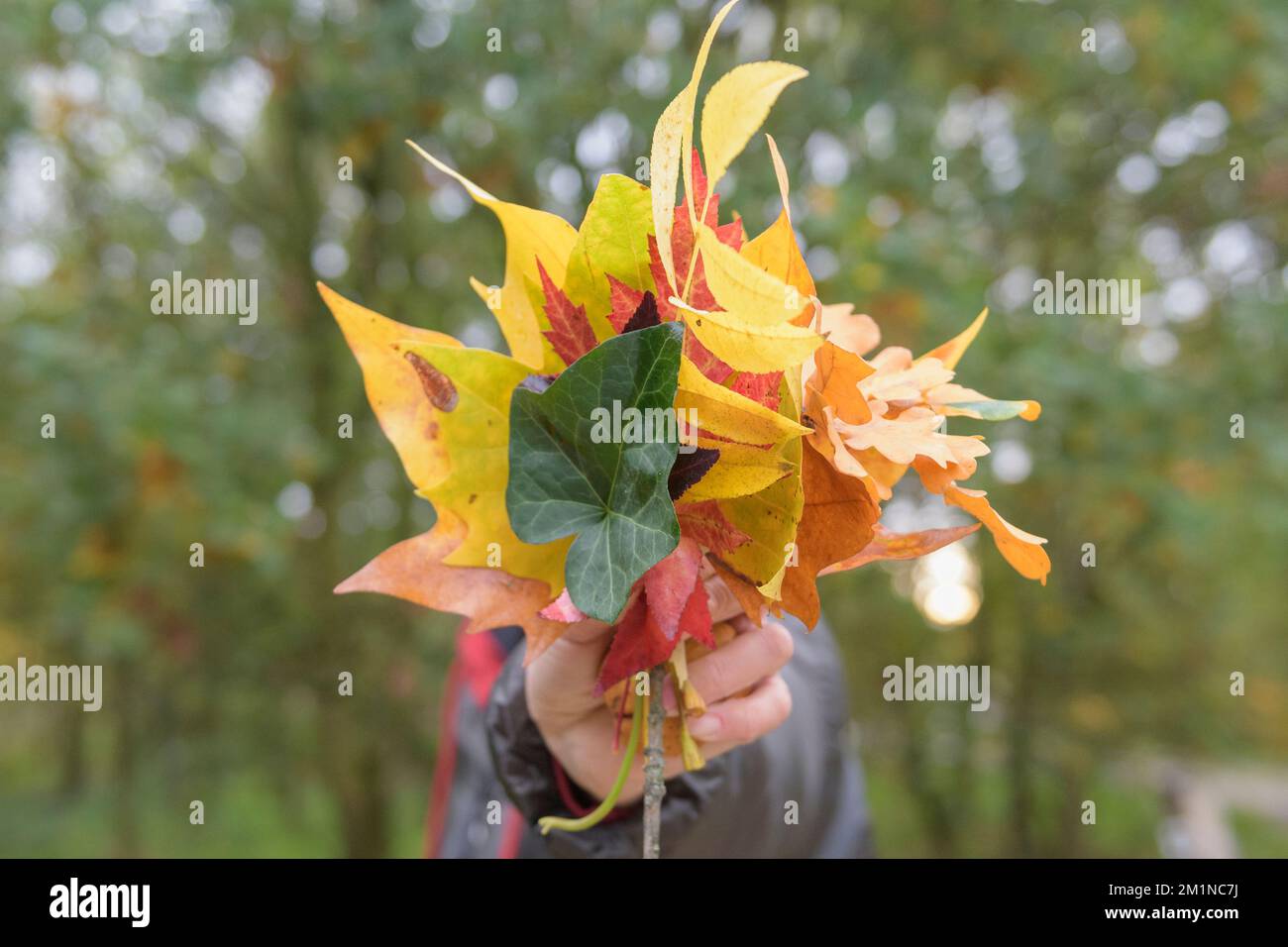 Autumn leaves in hand. in the center of the picture Stock Photo - Alamy