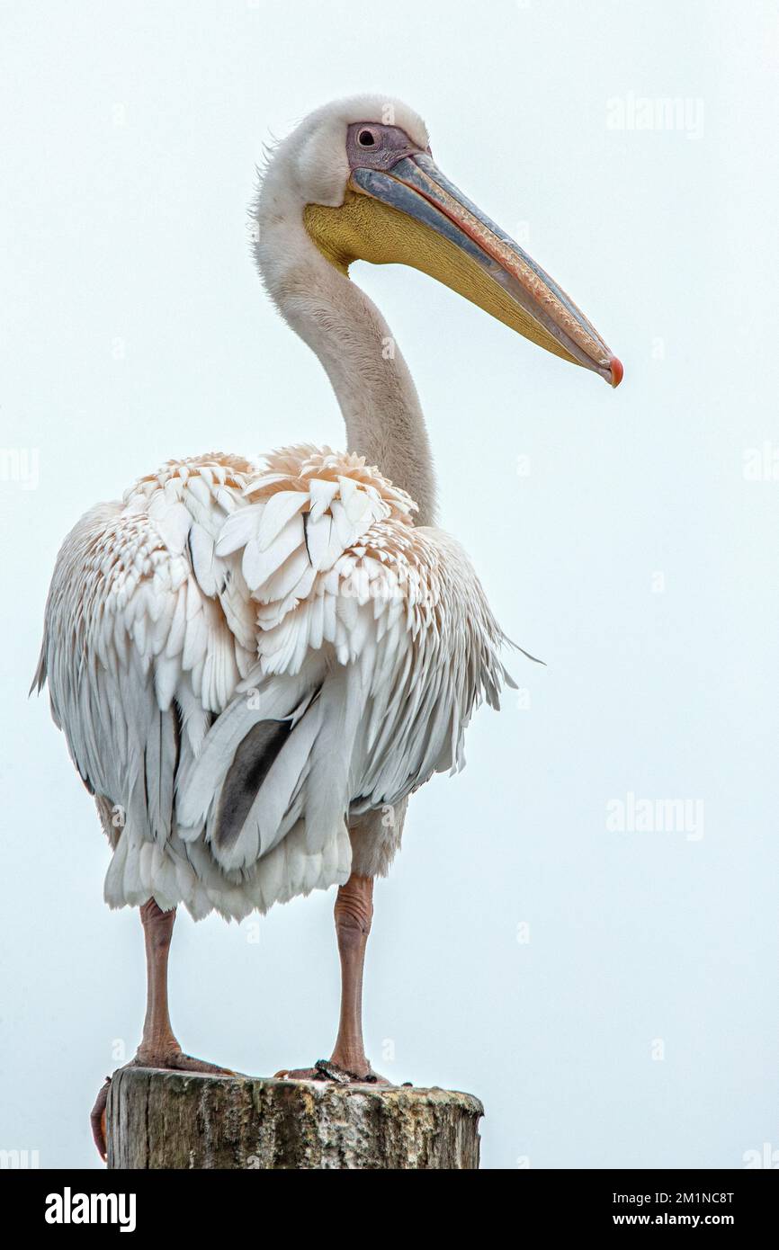 A great white pelican preening on top of a pole with a white background ...