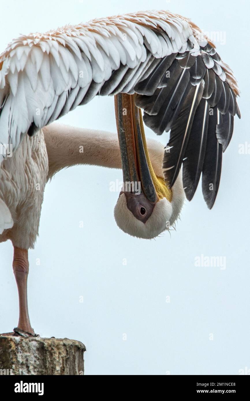 A great white pelican preening on top of a pole with a white background ...