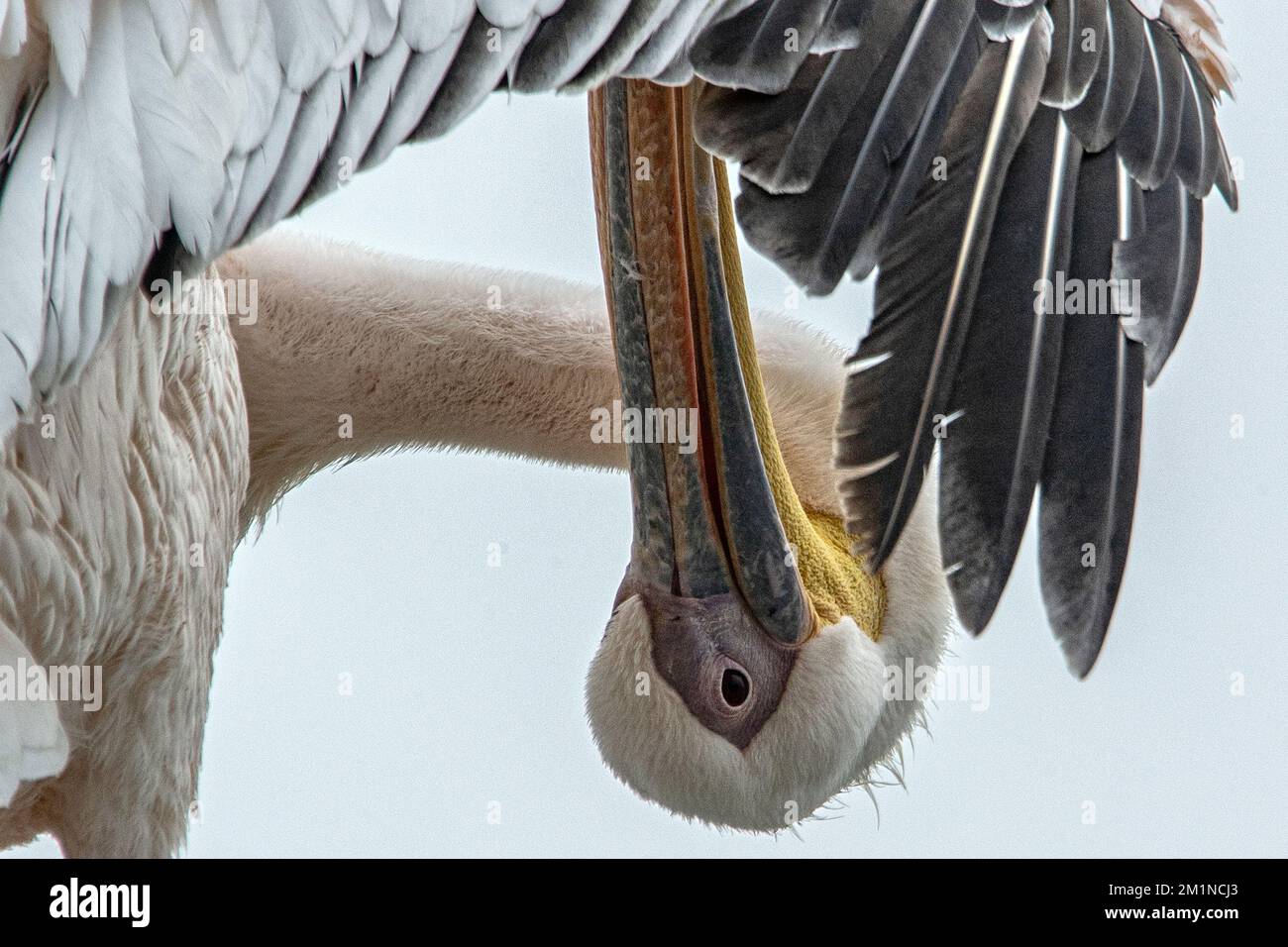 A great white pelican preening on top of a pole with a white background ...