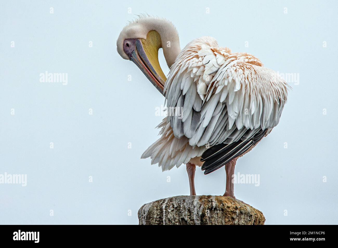 A great white pelican preening on top of a pole with a white background ...