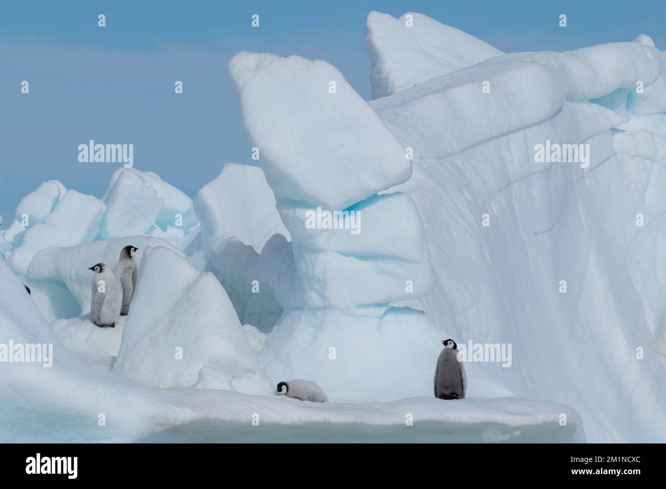 Antarctica, Weddell Sea, Snow Hill Island, Snow Hill colony. Emperor ...