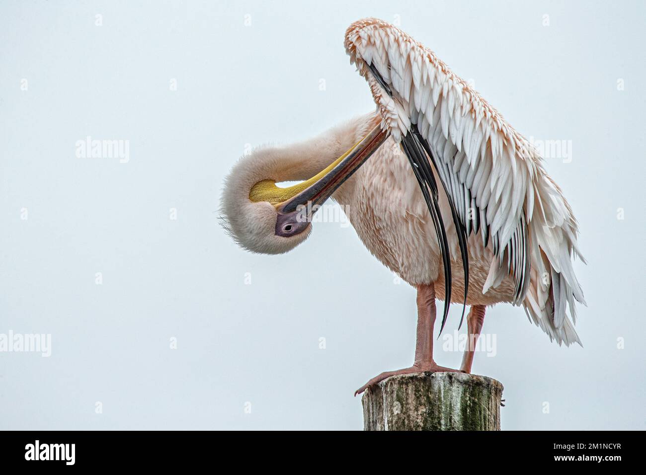A great white pelican preening on top of a pole with a white background ...