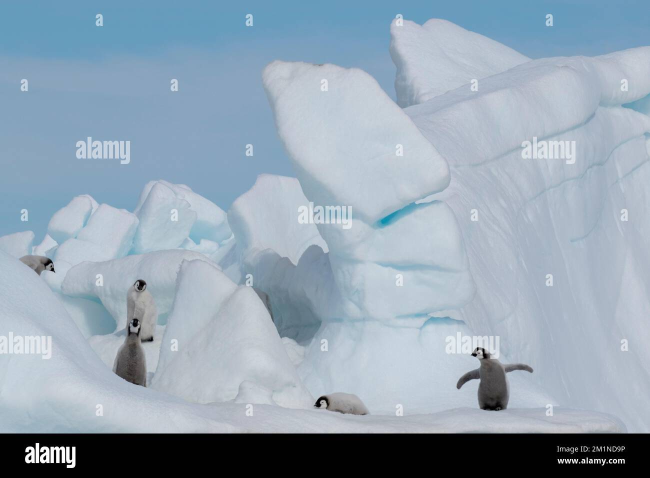 Antarctica, Weddell Sea, Snow Hill Island, Snow Hill colony. Emperor ...