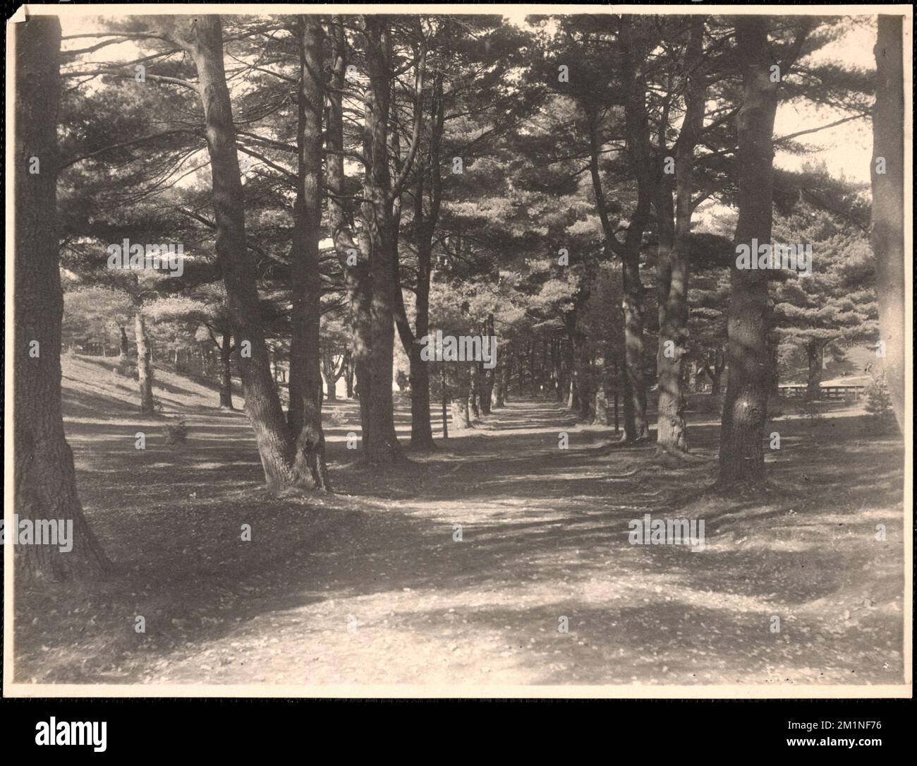 Avenue to gate house, Lake Cochituate , Roads, Trees. Wayland Free ...