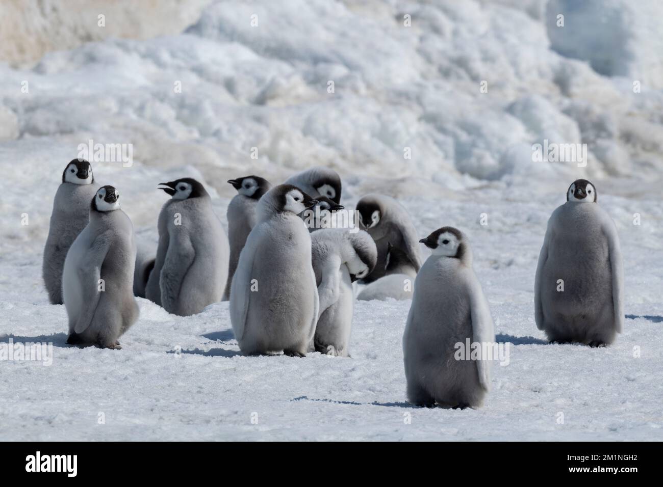 Antarctica, Weddell Sea, Snow Hill Island, Snow Hill colony. Emperor ...