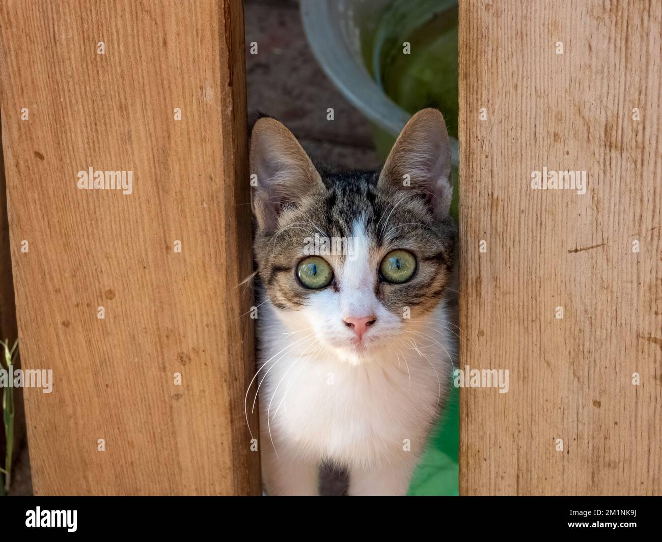 Eyes peeking out hi-res stock photography and images - Alamy