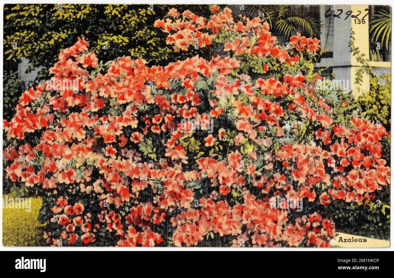 Azaleas , Tichnor Brothers Collection, postcards of the United States ...