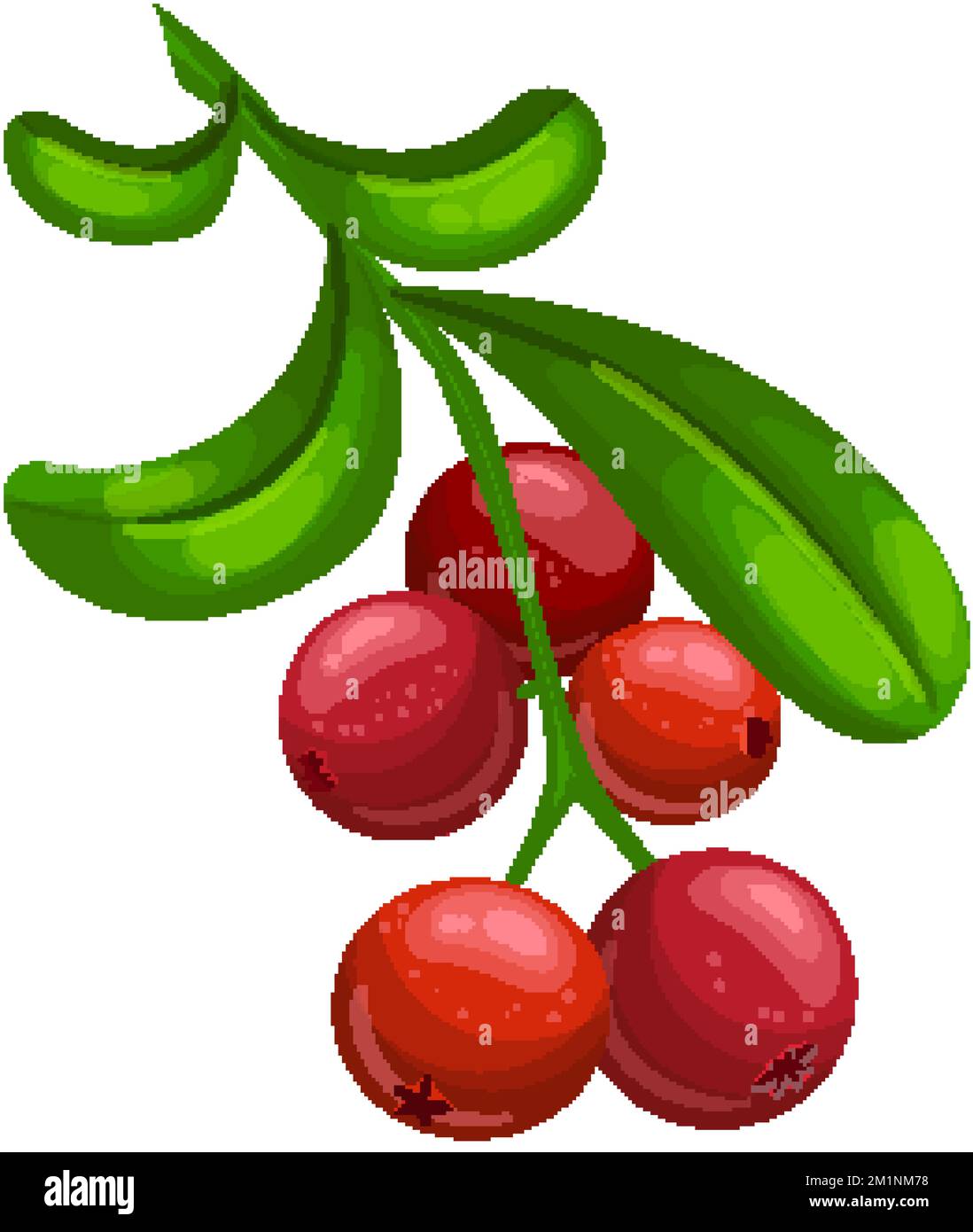 cranberry food cartoon vector illustration Stock Vector Image & Art - Alamy