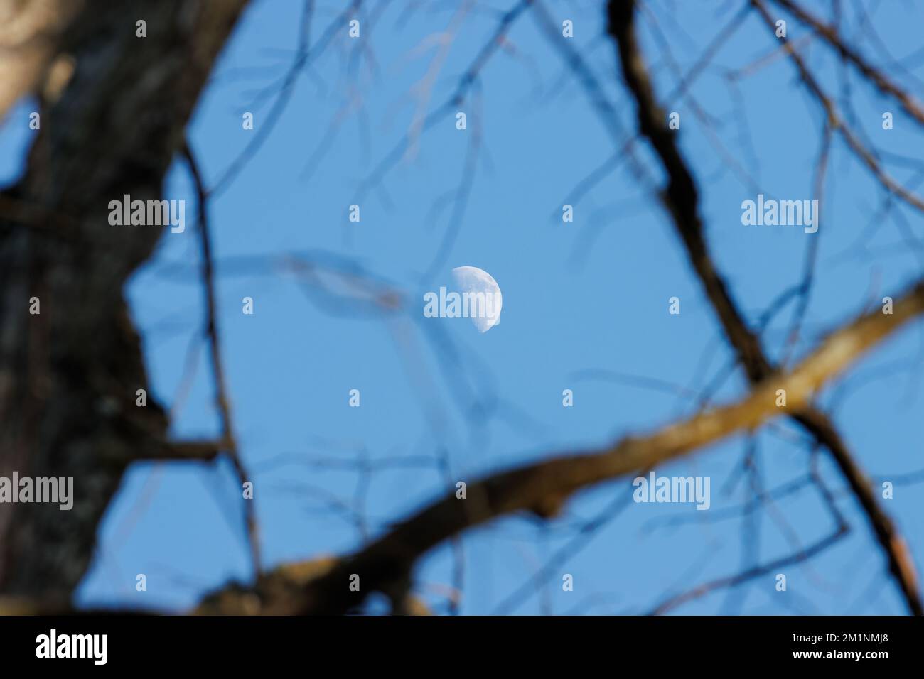 Moonlight through the tree hi-res stock photography and images - Alamy