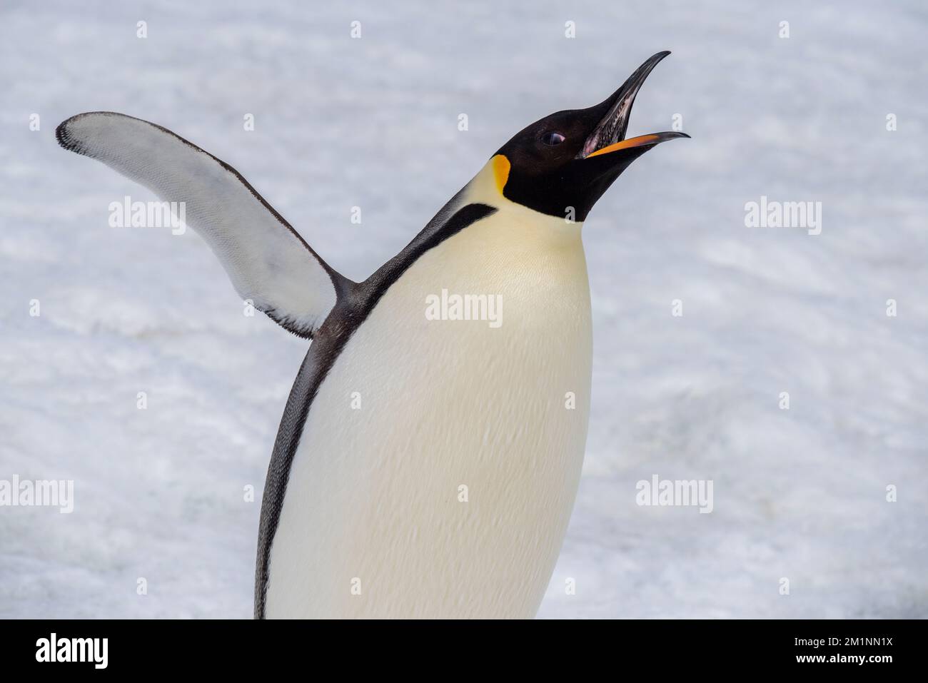 Emperor penguin mouth open hi-res stock photography and images - Alamy