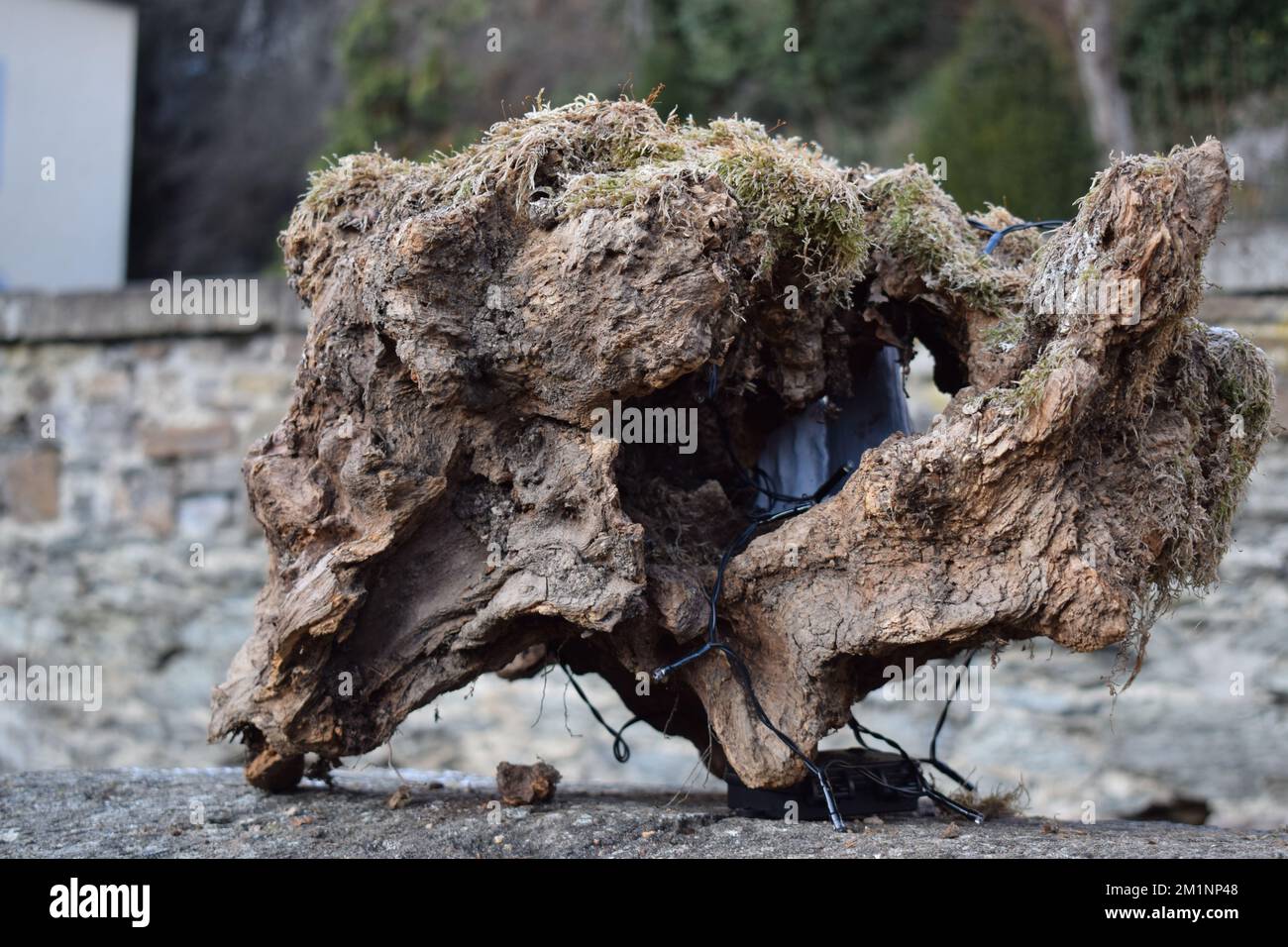 Decoration root hi-res stock photography and images - Alamy