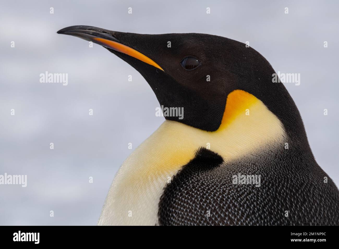 Antarctica, Weddell Sea, Snow Hill Island, Snow Hill colony. Emperor ...