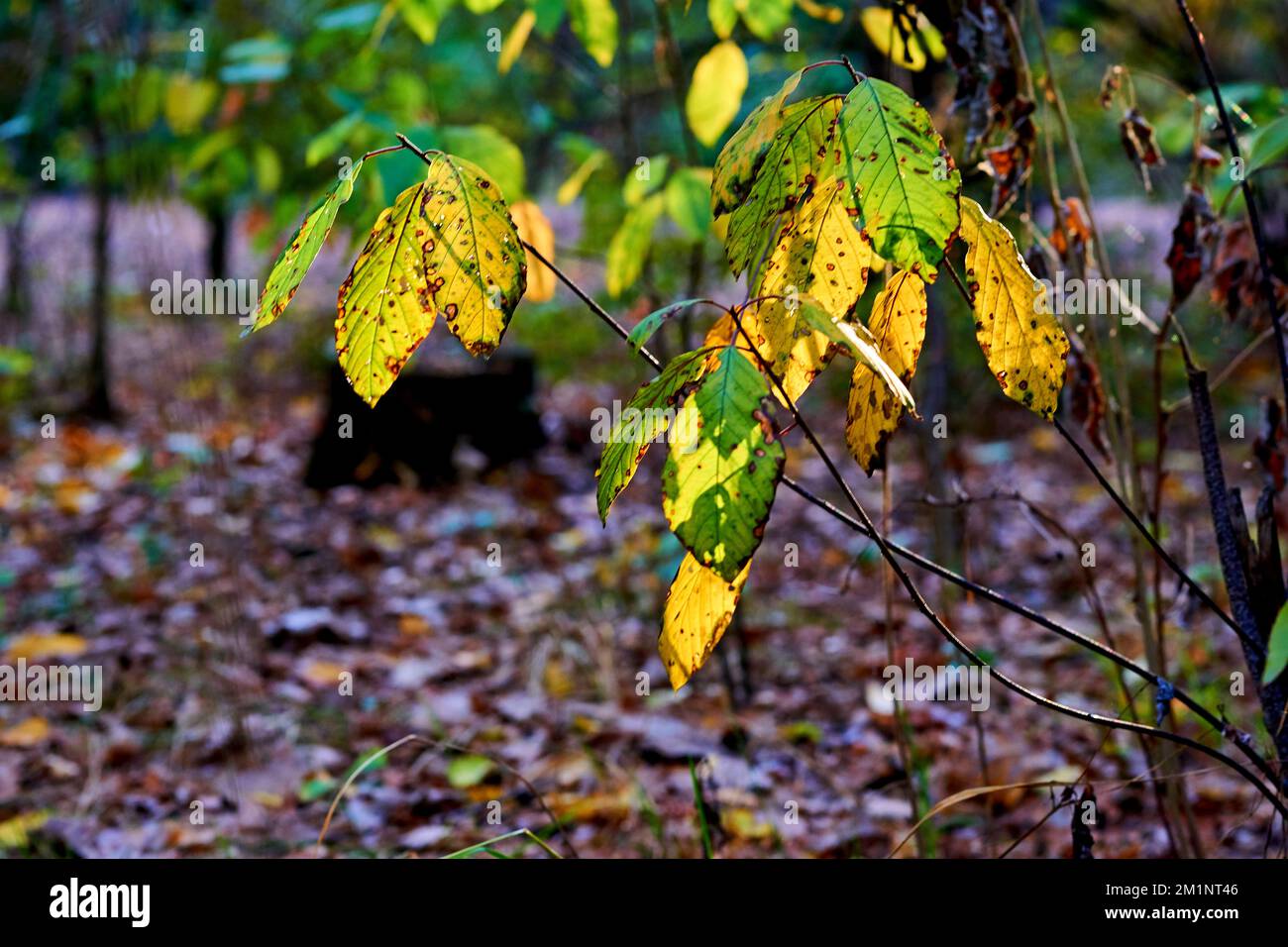 Dirty unhealthy autumn leaves in the forest Stock Photo - Alamy