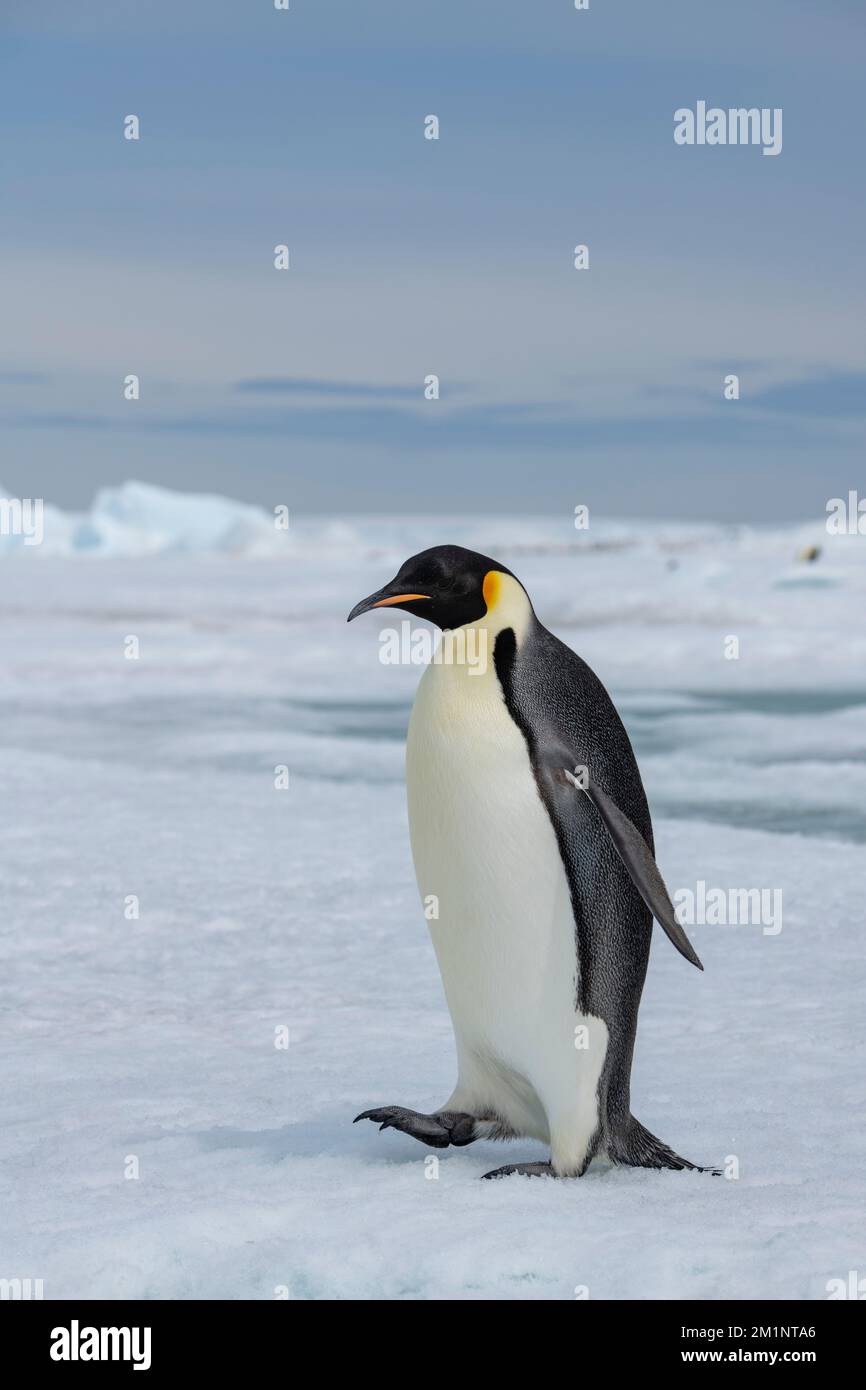 Antarctica, Weddell Sea, Snow Hill Island, Snow Hill colony. Emperor ...