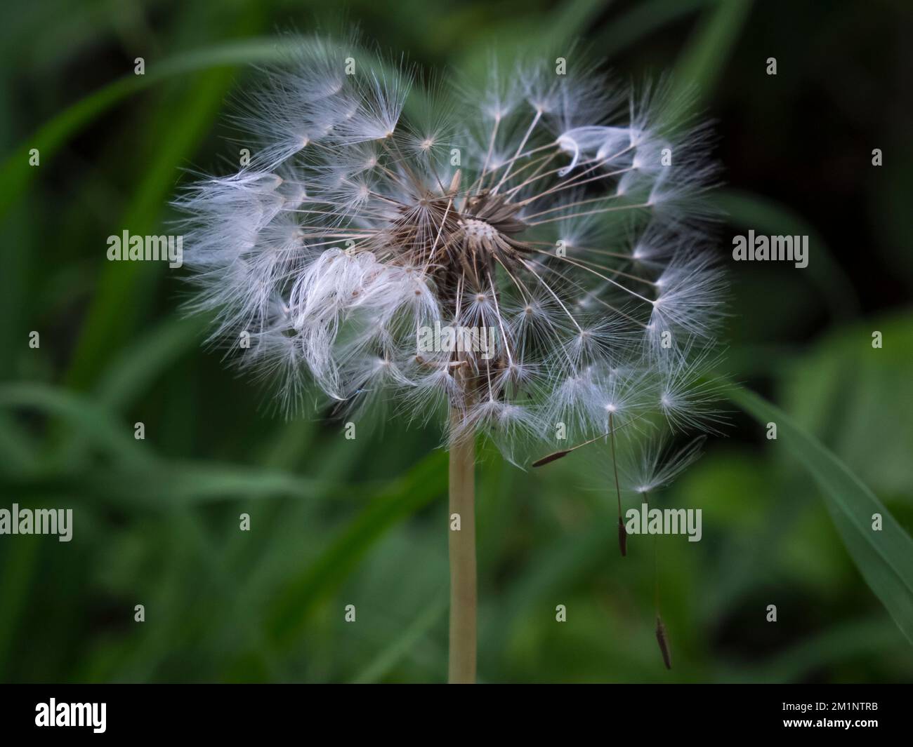 A shallow focus shot of a blown dandelion fluff Stock Photo - Alamy