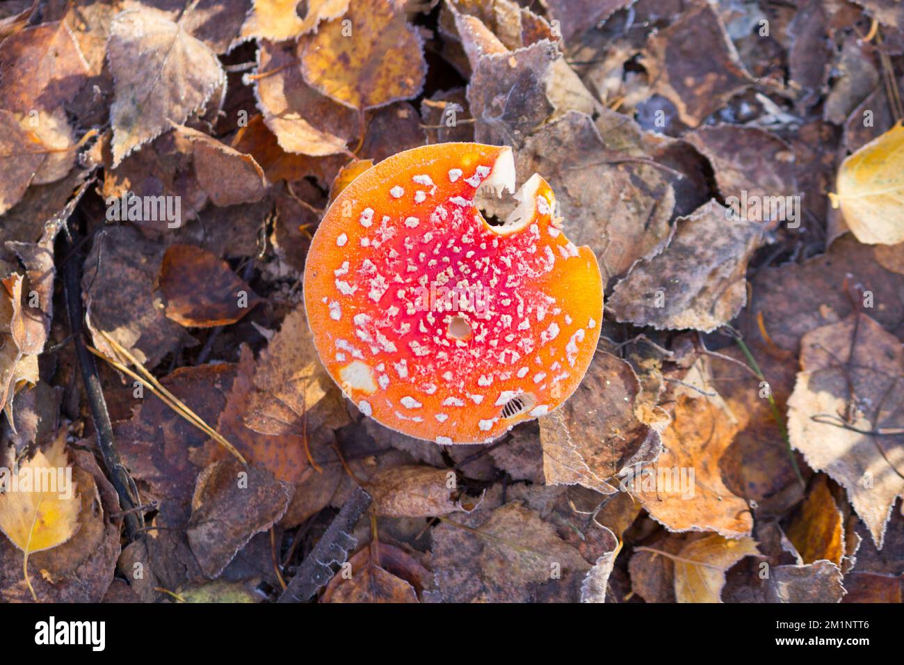 Red fly mushroom in a forest Stock Photo - Alamy