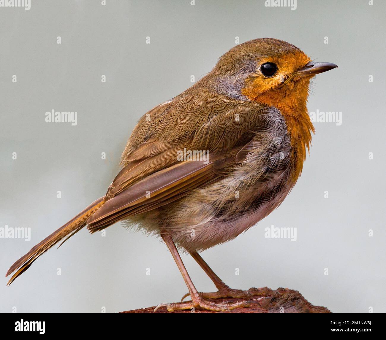 Robin ross hi-res stock photography and images - Alamy