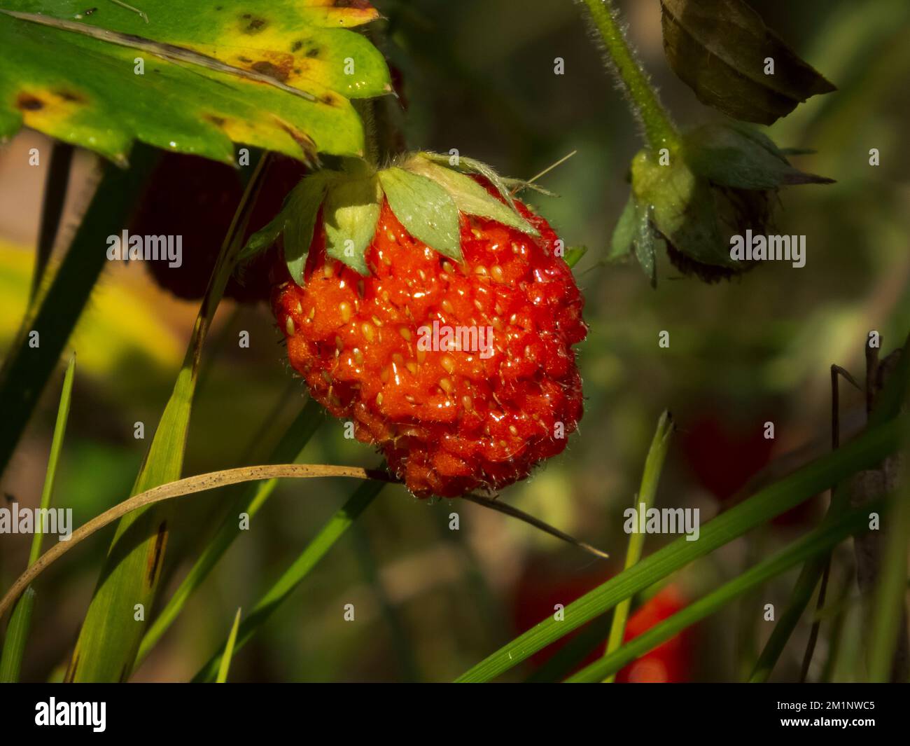A selective focus shot of a fruit of a strawberry plant Stock Photo - Alamy