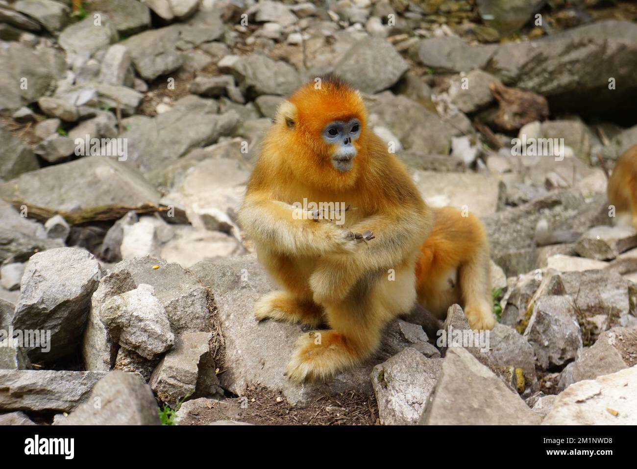 A closeup shot of a cute baby monkey on the rocks Stock Photo - Alamy