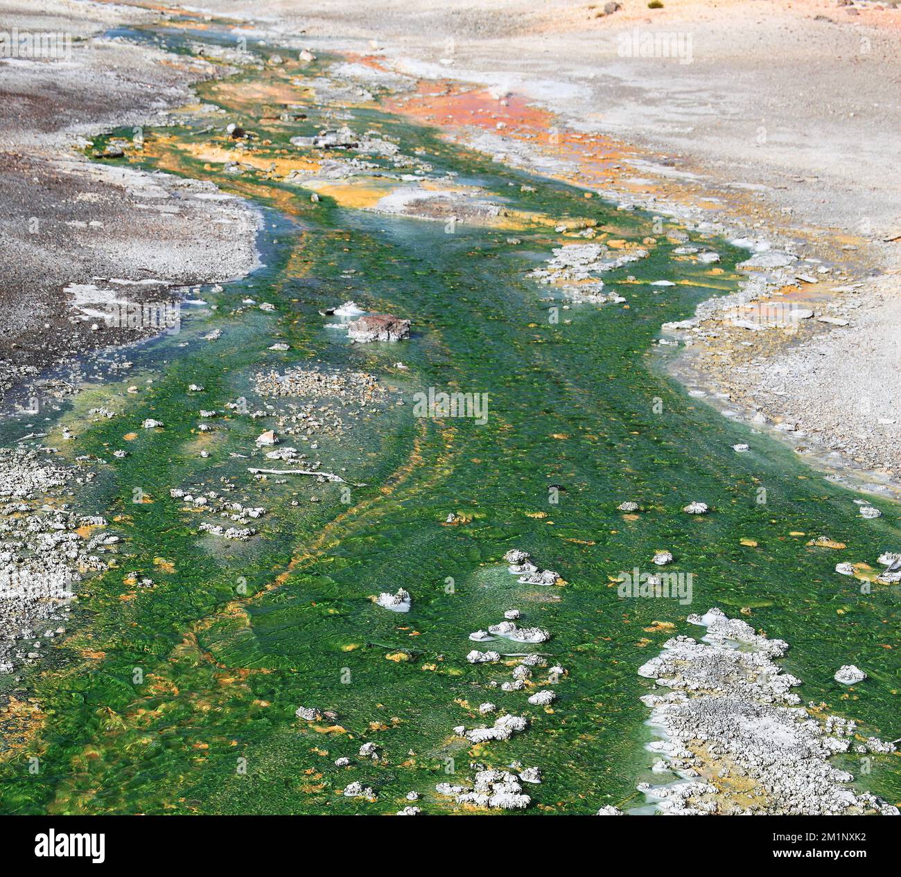 Algae, bacteria and minerals at Norris Geyser Basin, Yellowstone ...