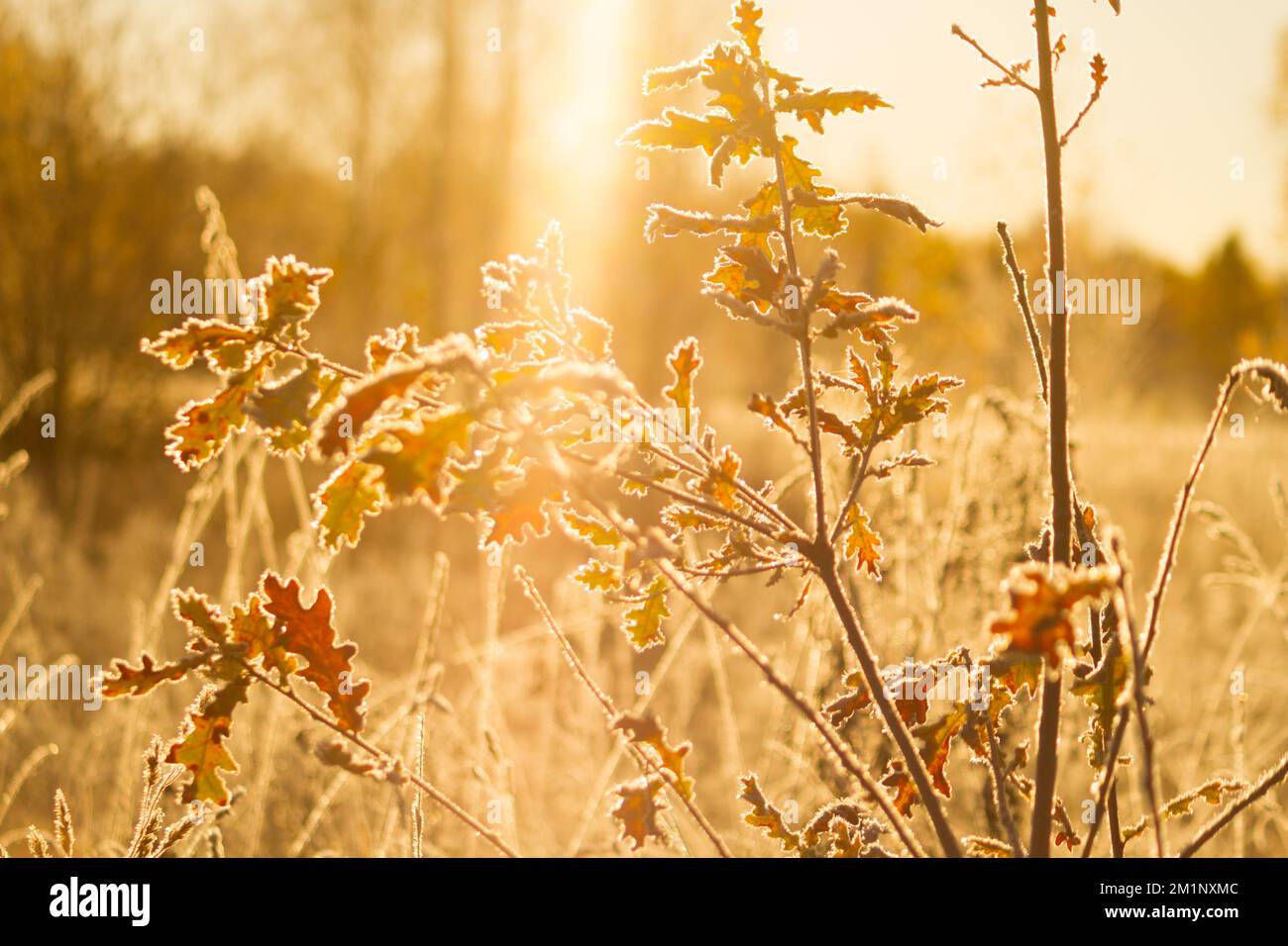The last leaf to leave the tree hi-res stock photography and images - Alamy