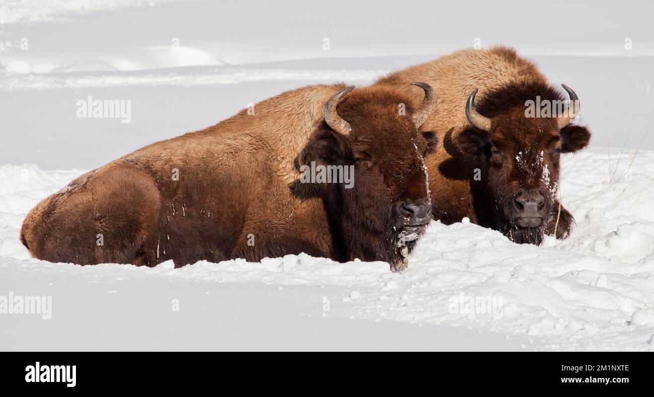 North American Bison, Yellowstone in winter, USA Stock Photo - Alamy