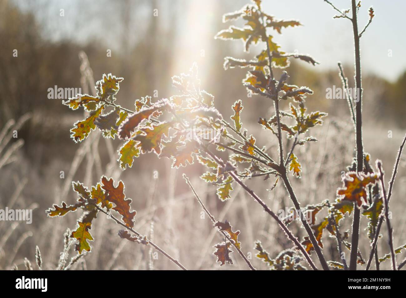 The last frozen autumn leaves Stock Photo - Alamy