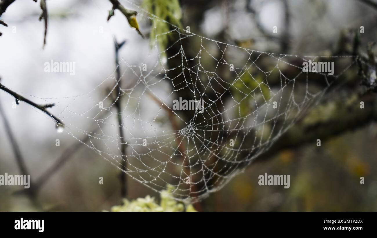 Spiderweb between tree branches Stock Photo - Alamy