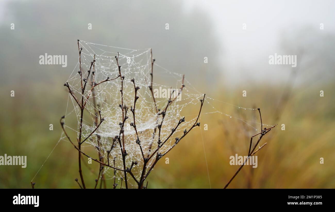 Beautiful spider web hi-res stock photography and images - Alamy