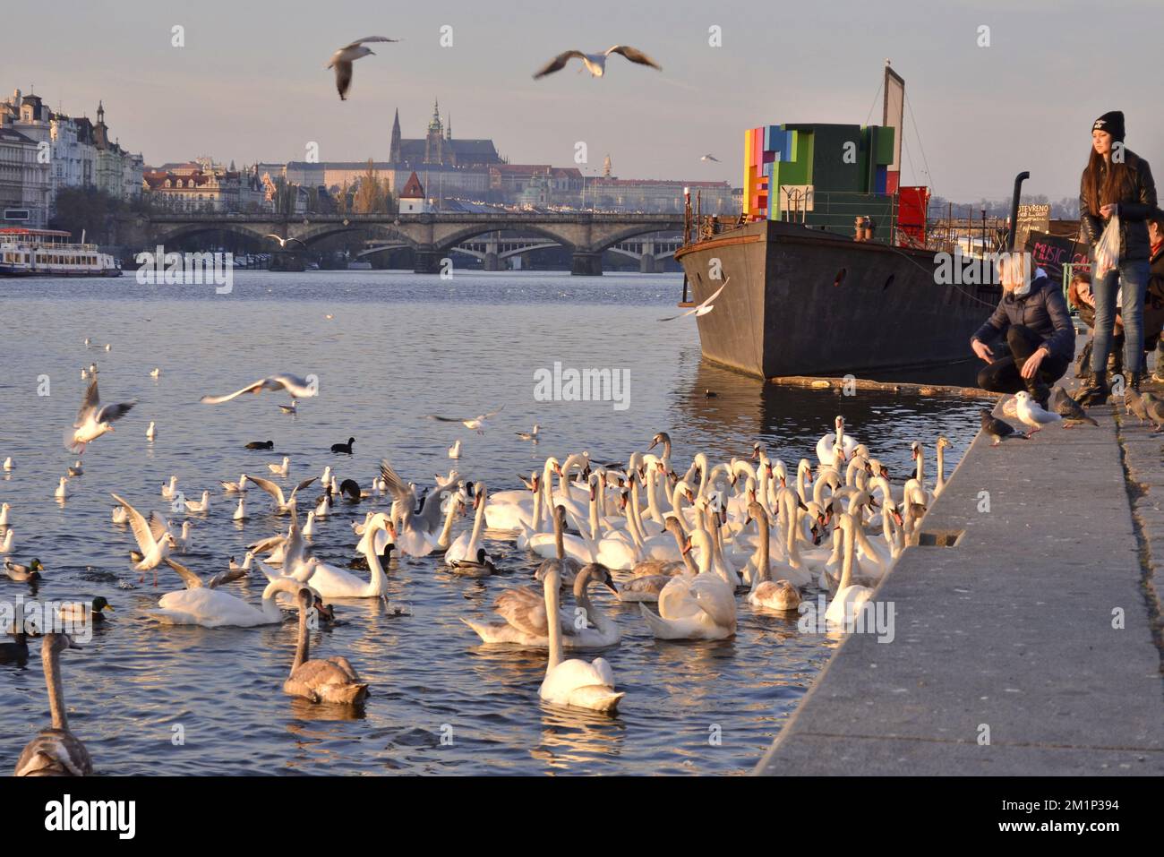 Young people feeding birds by the river Vltava in Prague Czech Republic ...