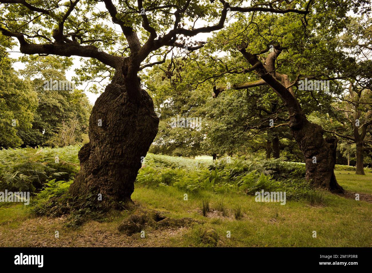 Oak trees and fern hi-res stock photography and images - Alamy