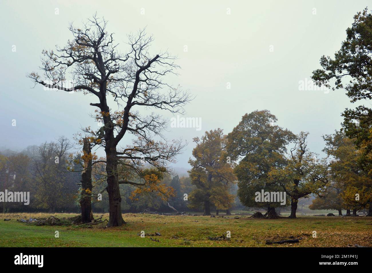 Oak trees autumn hi-res stock photography and images - Alamy