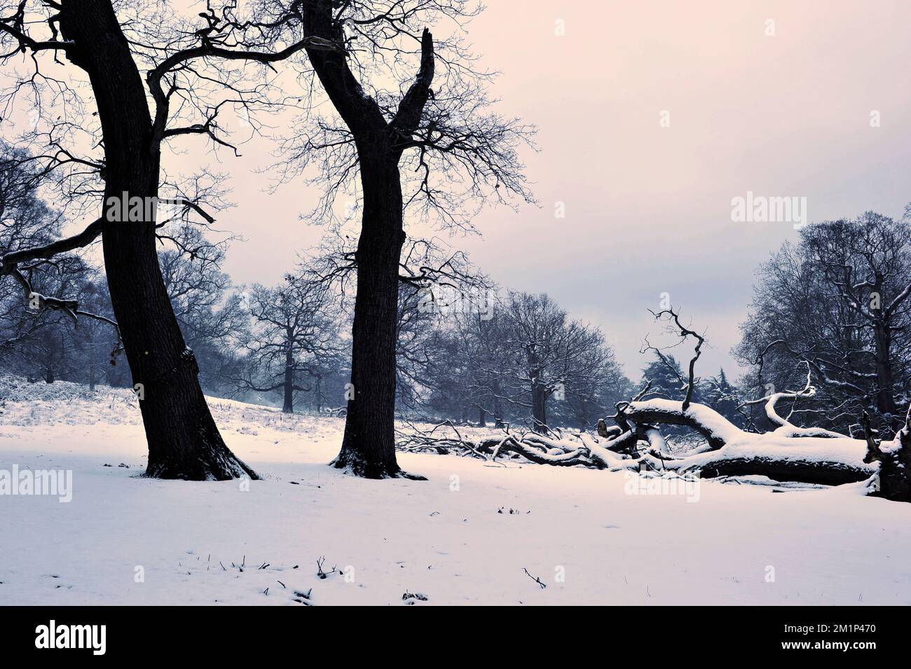Oak trees and grass field covered with snow, winter in Richmond Park ...