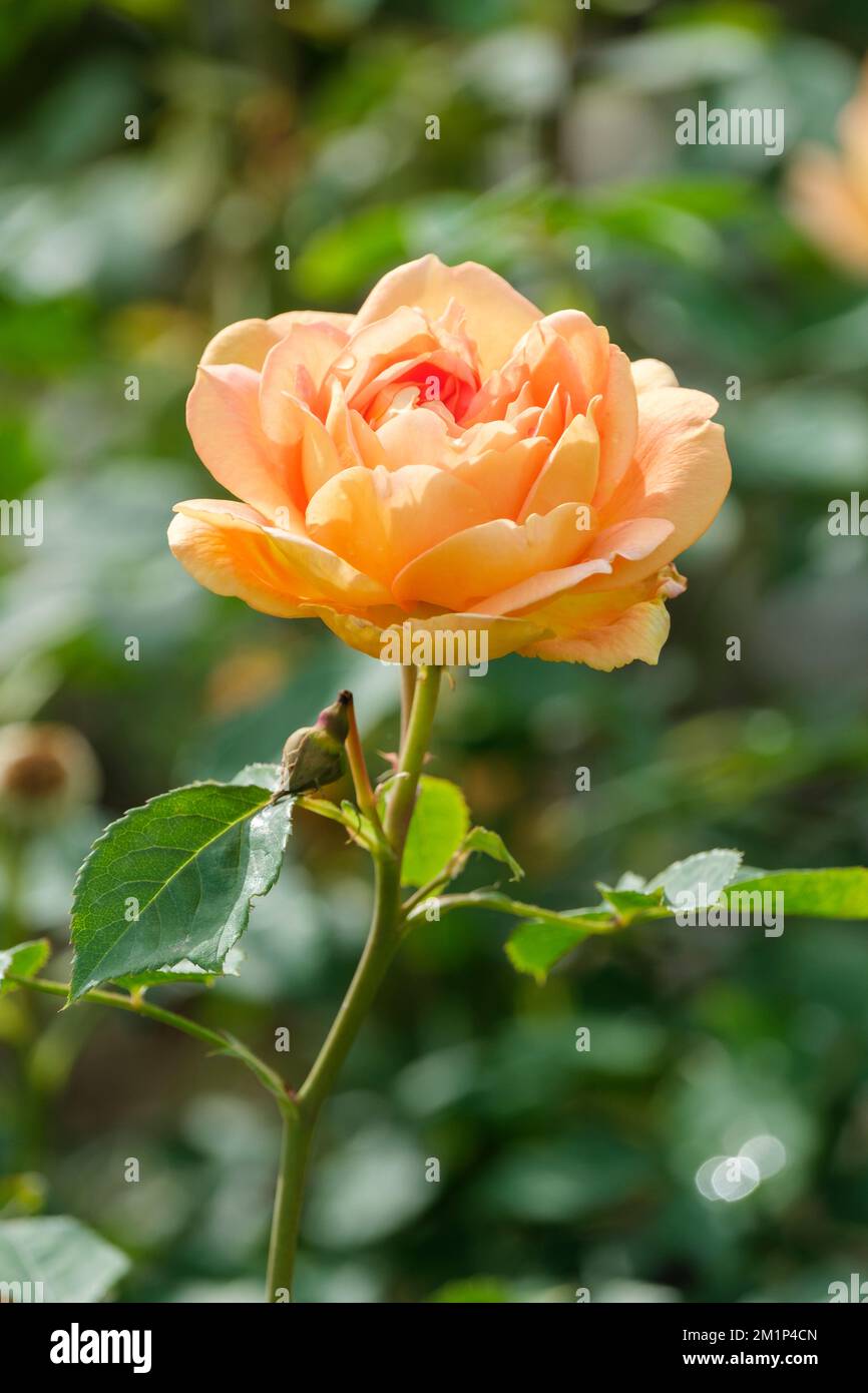 Rosa Lady of Shalott, Rosa Ausnyson, rose Lady of Shalott, Shrub rose ...