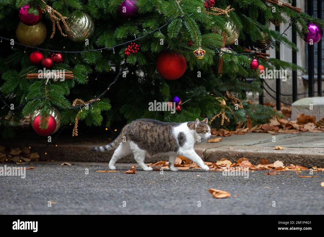 London, England, UK. 13th Dec, 2022. UK Prime Minister's office's cat ...