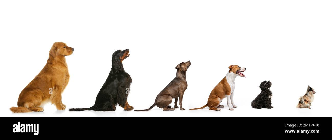 Group of different breeds dogs sitting in a row for each other in ...
