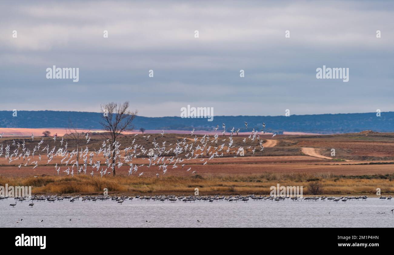 Large group of birds flying together over the lake Stock Photo - Alamy