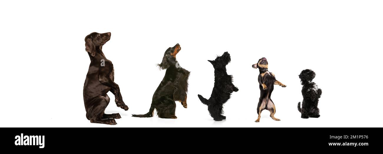 Group of different breeds dogs stand in a row for each other in growth ...
