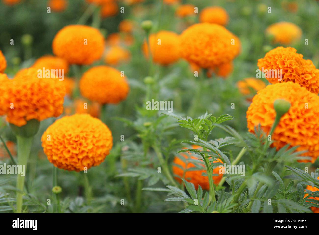 marigold flower on tree in farm for harvest Stock Photo - Alamy