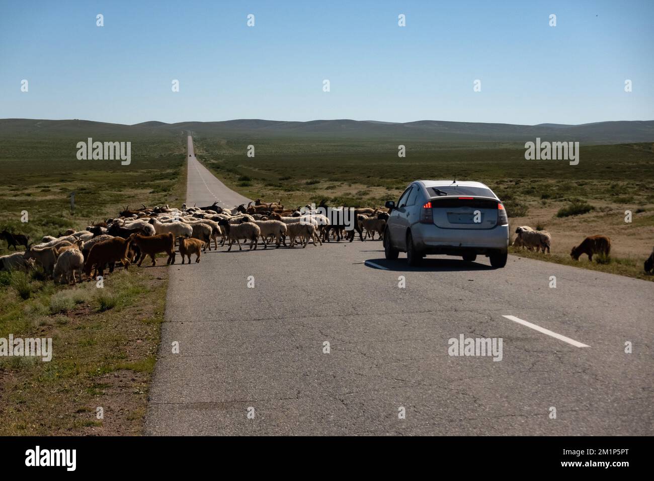 Khovsgol, Mongolia - September, 2022 - Car stopping in the middle of ...