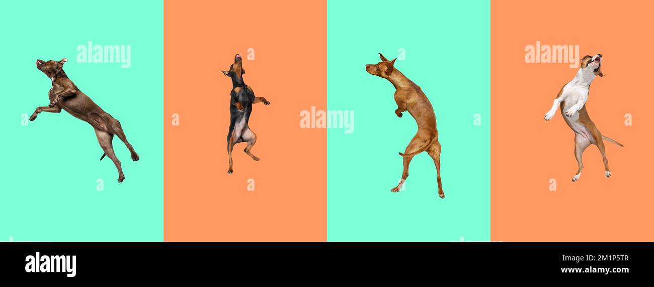 Big and small dogs jumping, playing, flying. Cute doggies or pets are ...